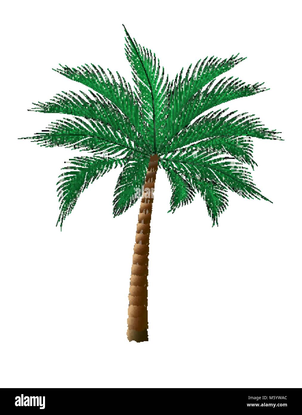 Tropical dark green palm tree. Isolated on white background ...