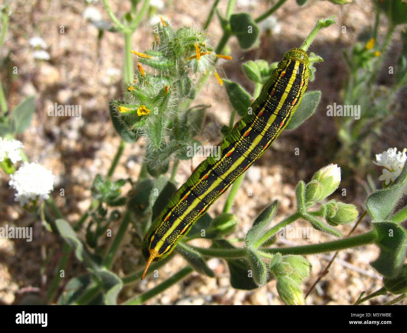 White-line sphinx larva Stock Photo - Alamy
