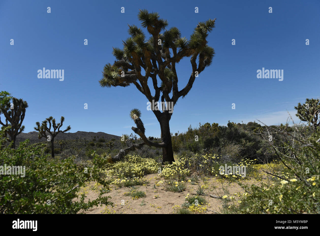 Wildflowers by Keys View Road Stock Photo - Alamy