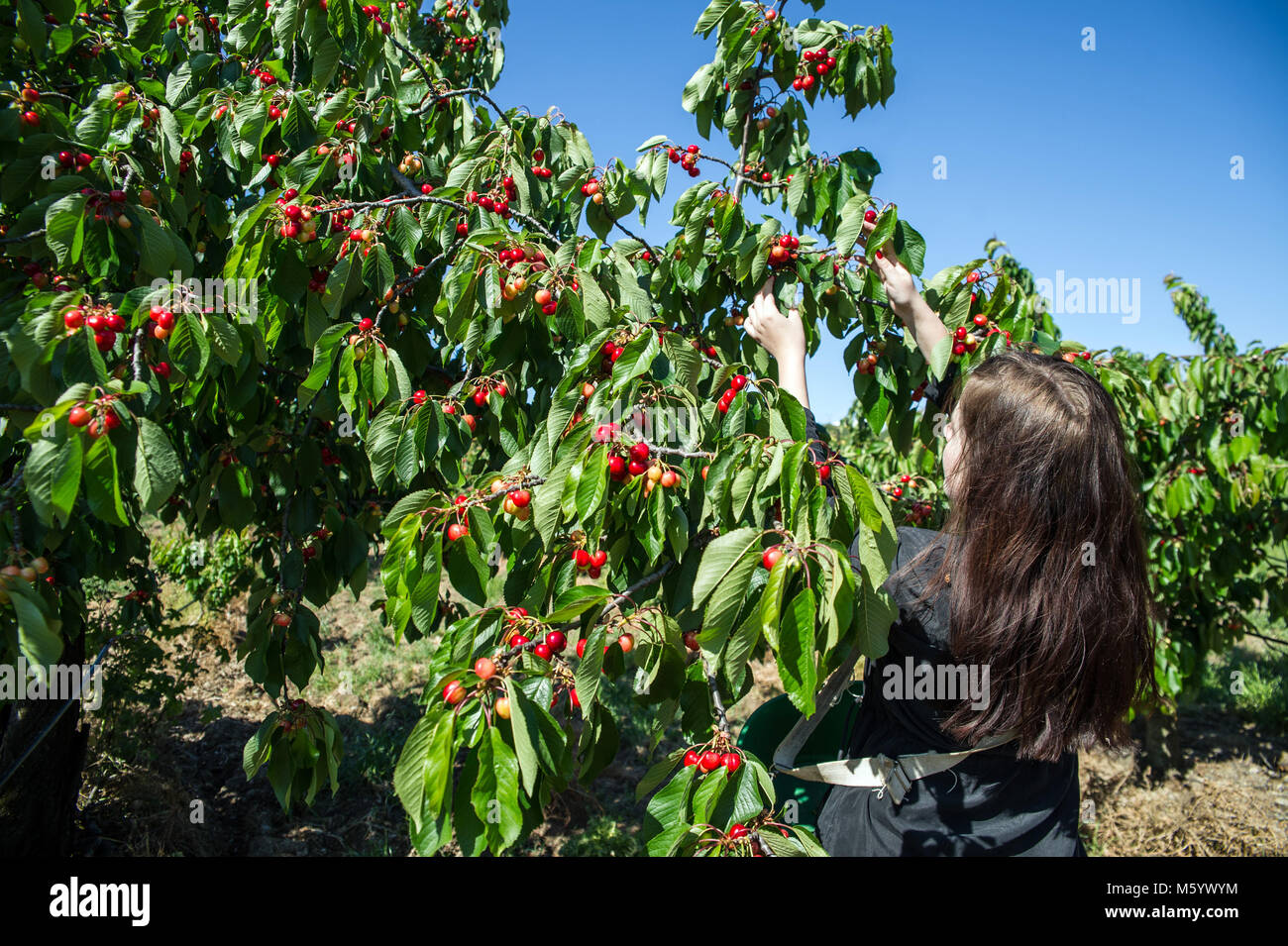 Mature fruit trees hi-res stock photography and images - Alamy