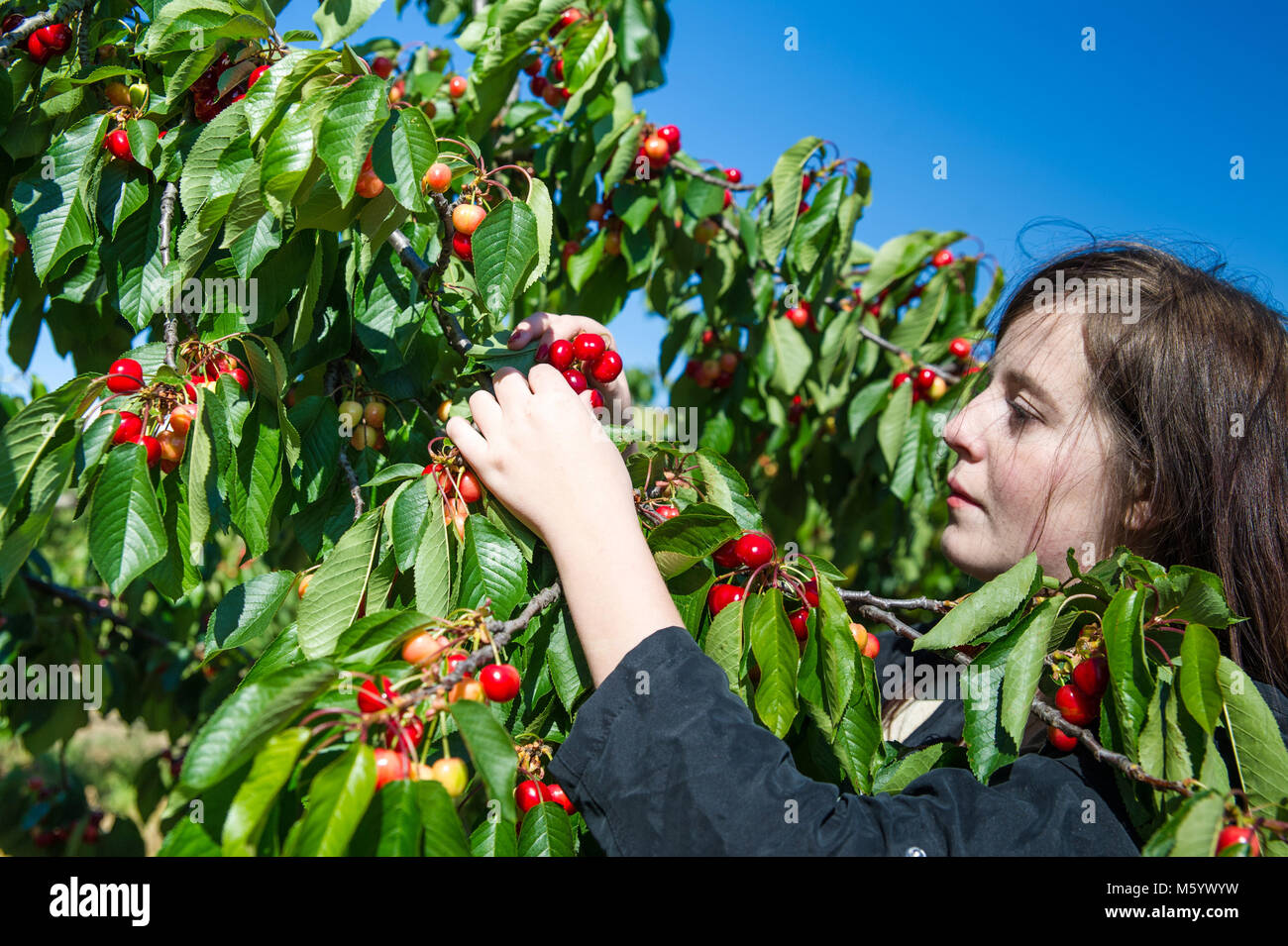 Mature fruit trees hi-res stock photography and images - Alamy