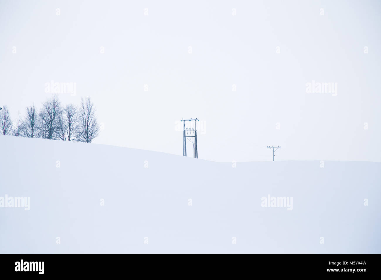 A beautiful minimalist landscape in heavy snowfall. Blizzard in central ...