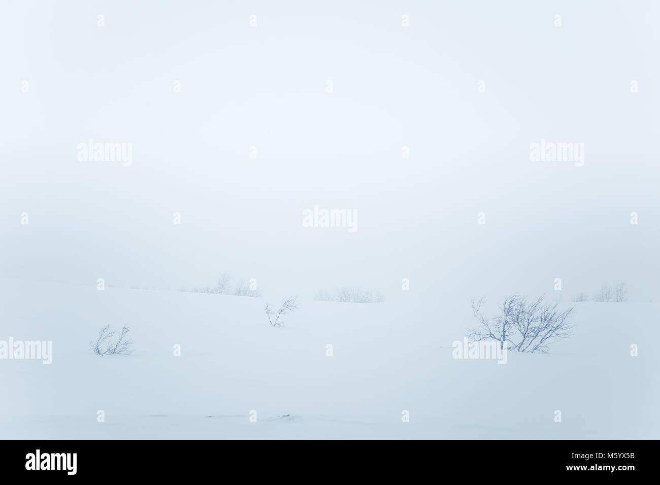A beautiful minimalist landscape in heavy snowfall. Blizzard in central ...