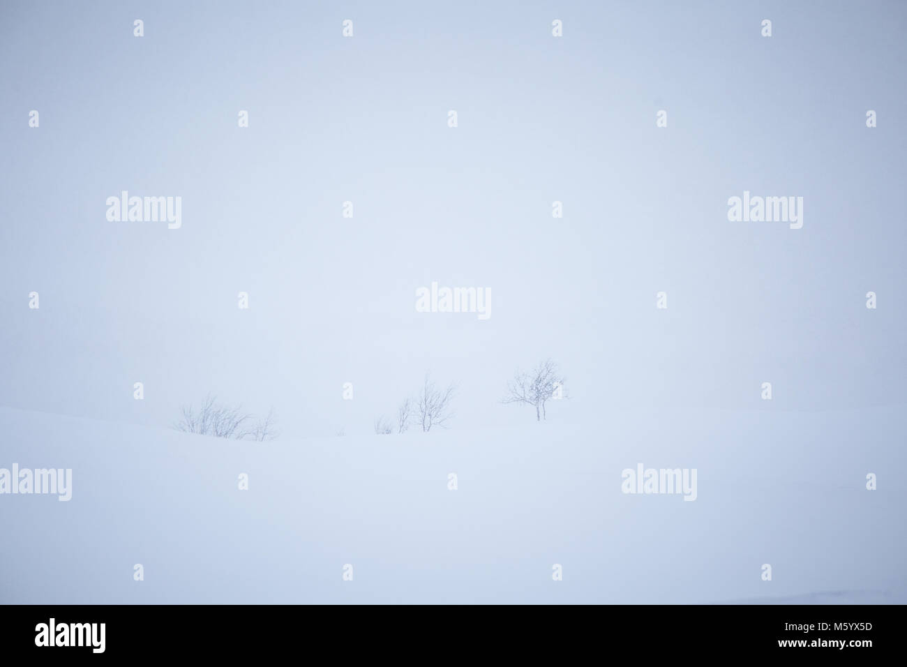 A beautiful minimalist landscape in heavy snowfall. Blizzard in central ...