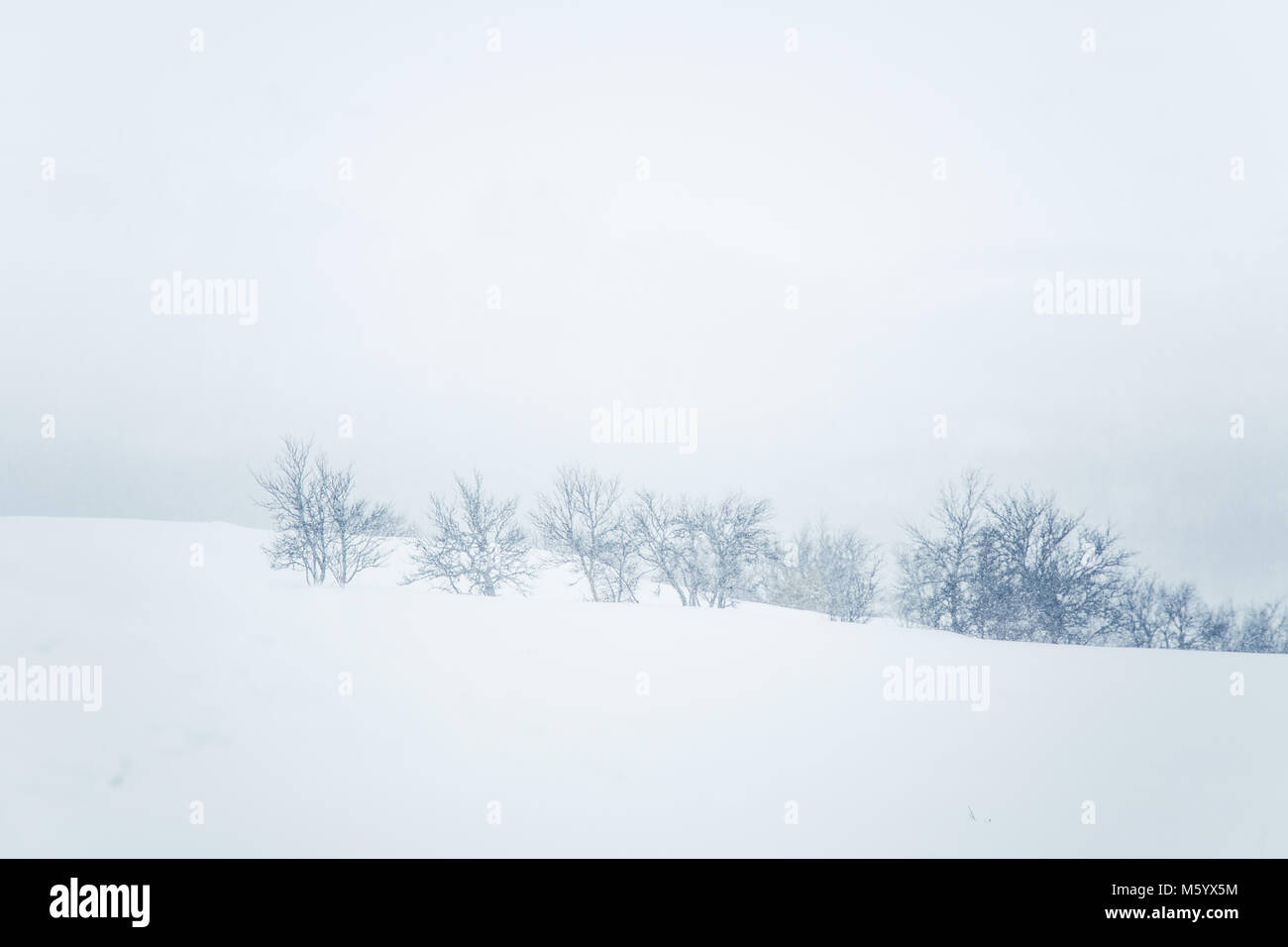 A beautiful minimalist landscape in heavy snowfall. Blizzard in central ...