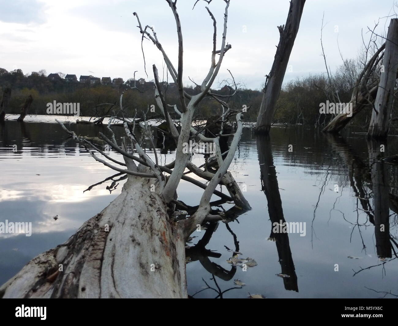 Fallen tree in lake .. A dying ember Stock Photo - Alamy