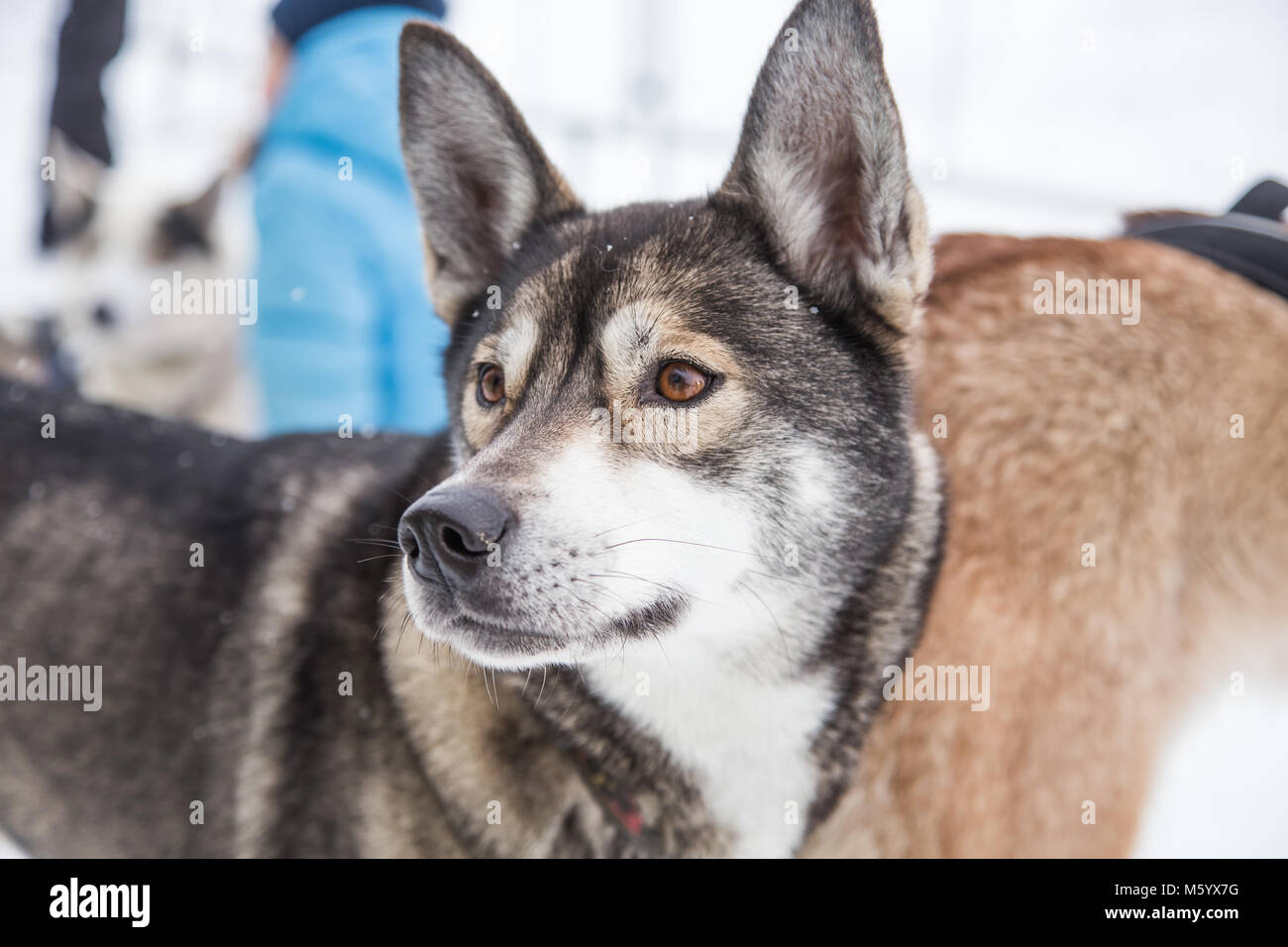 Beautiful alaska husky dogs at the finish line of a sled dog race ...