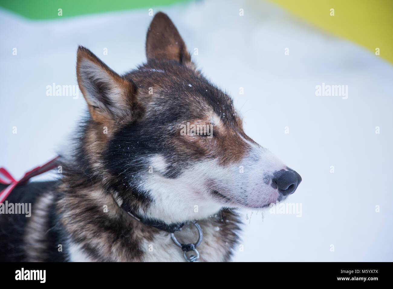 Beautiful alaska husky dogs at the finish line of a sled dog race ...