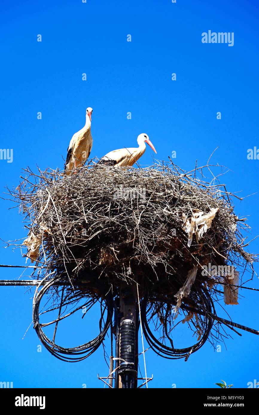 Adult storks n a large nest made of twigs and branches on a telegraph ...