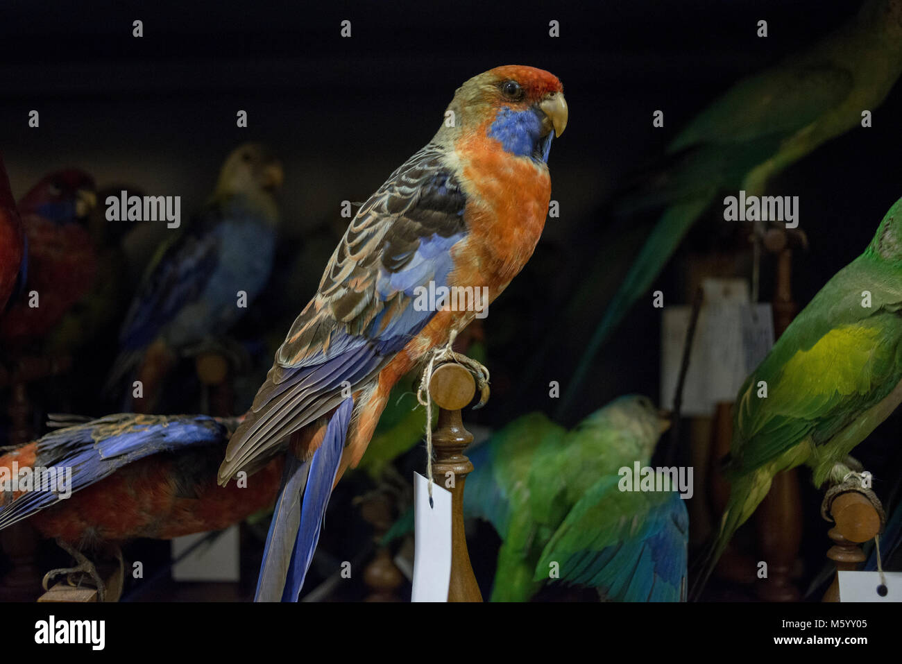 Skeleton museum storage hi-res stock photography and images - Alamy