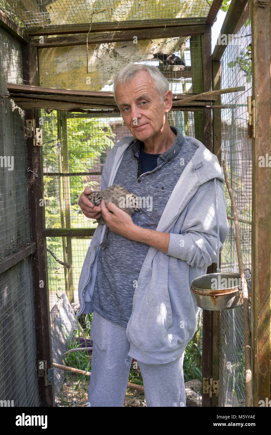an elder man looks after birds who have become damaged or ill Stock ...