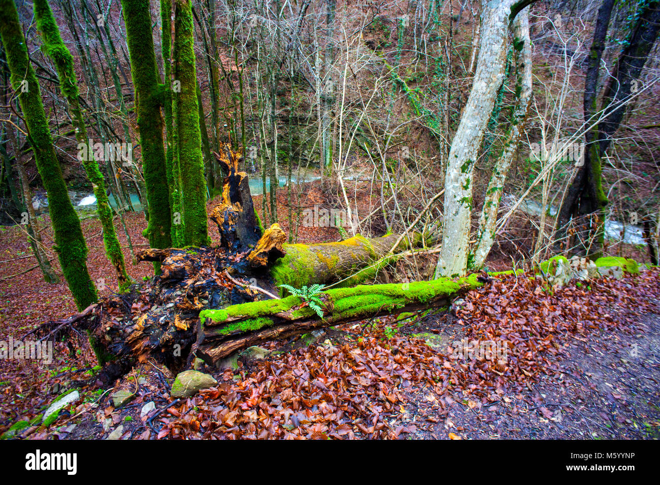 Dead tree fern trunk hi-res stock photography and images - Alamy