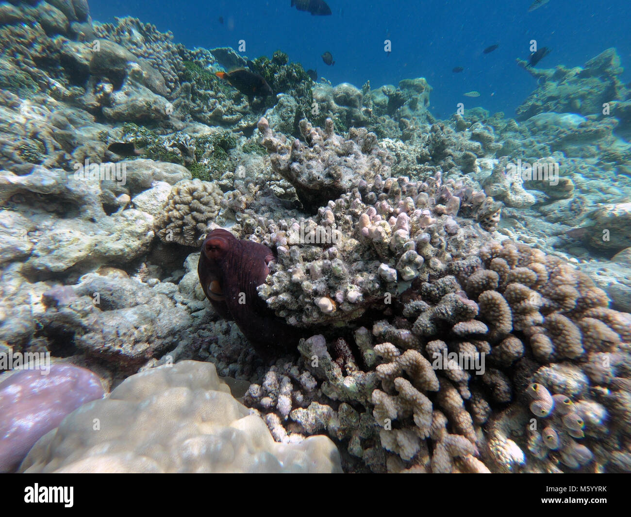 Octopus hiding on coral reef in the Maldives, Pacific Ocean. Natural ...