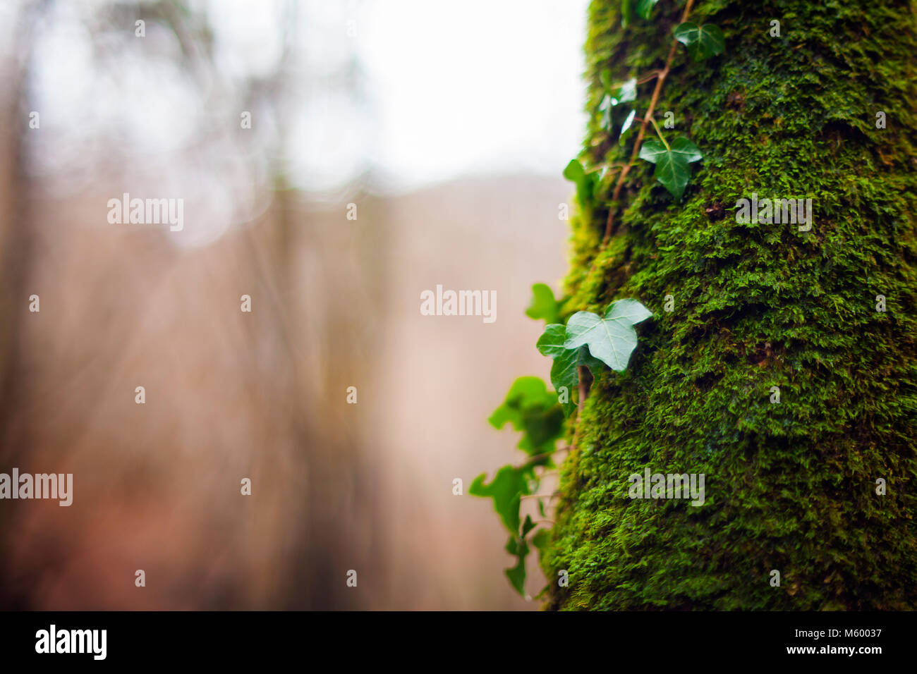 Ivy on trunk covered by moss Stock Photo - Alamy