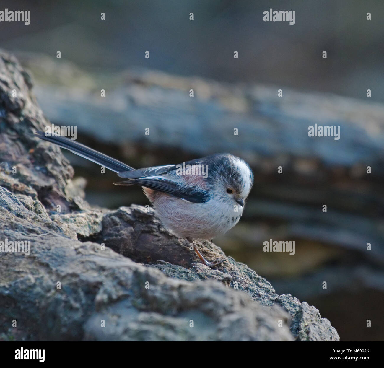 Pennington Flash, Leigh Stock Photo - Alamy