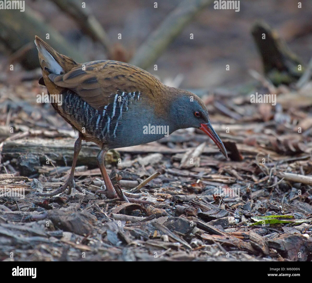 Waterail, Rallus aquaticus Stock Photo - Alamy