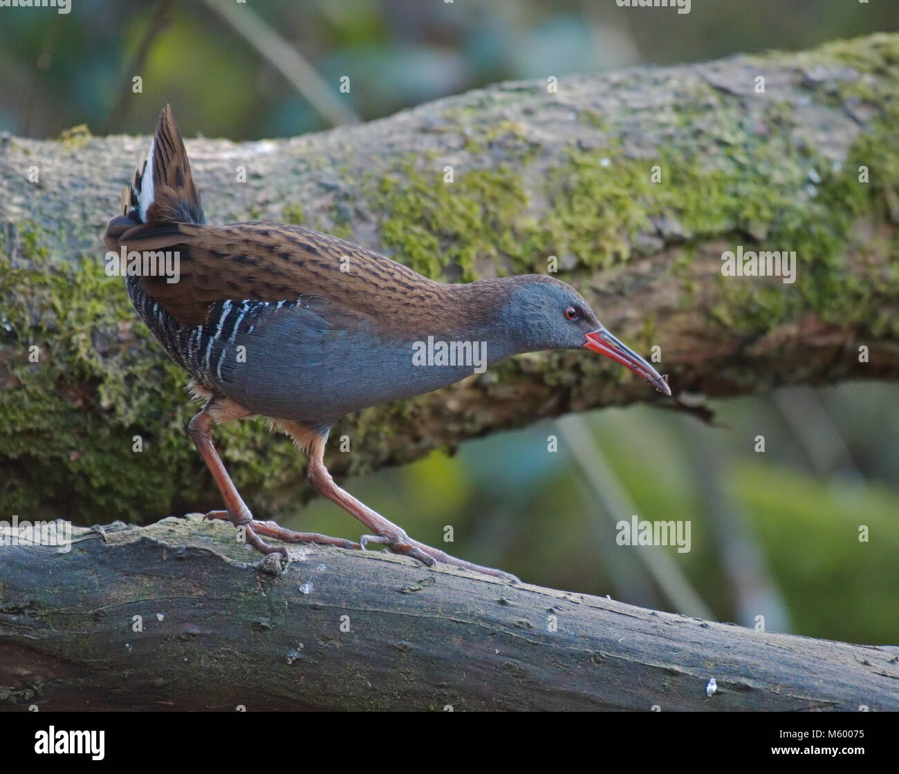Rail photography hi-res stock photography and images - Alamy