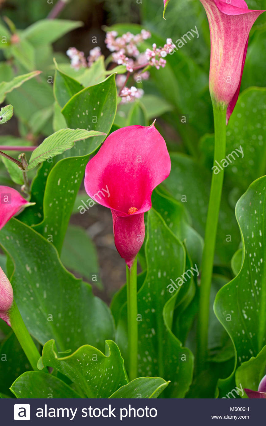 Spear Shaped Leaves Stock Photos & Spear Shaped Leaves Stock Images - Alamy