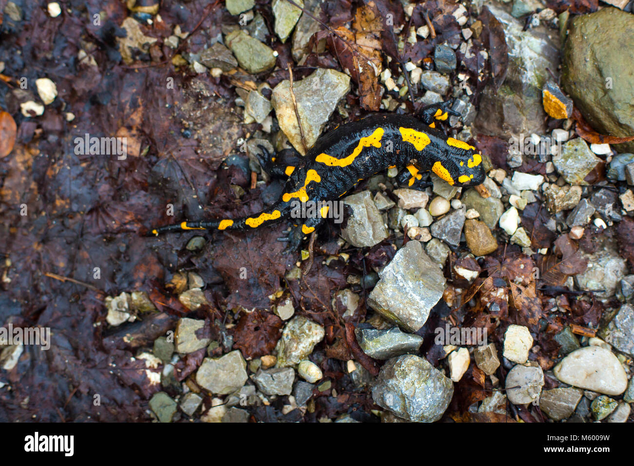 View of the fire salamander in its habitat Stock Photo - Alamy