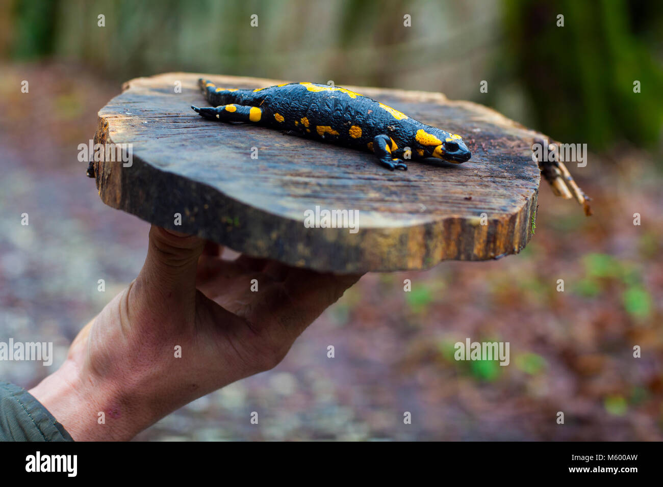 Fire salamander hi-res stock photography and images - Alamy