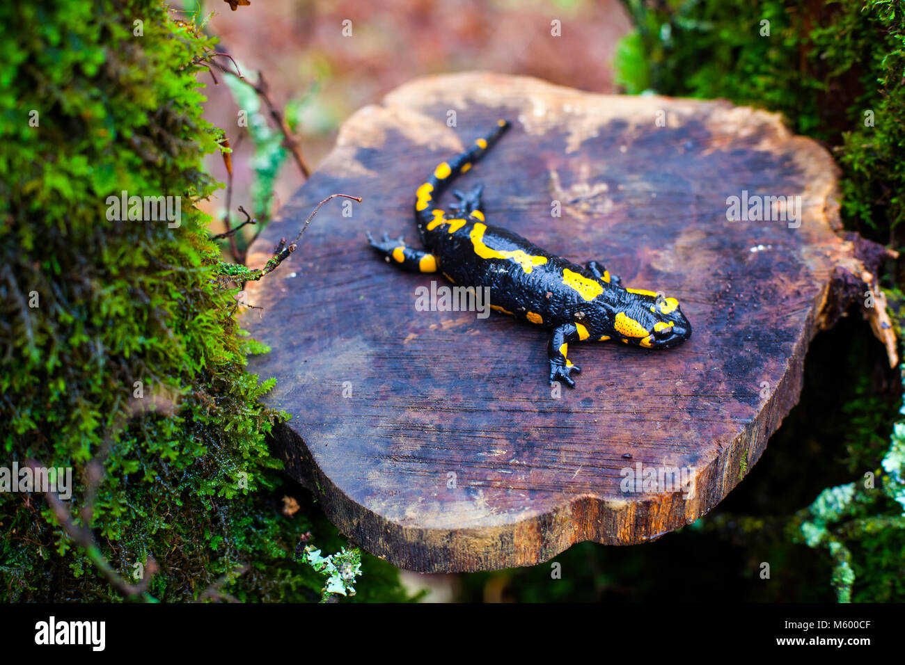 Spotted mole salamander hi-res stock photography and images - Alamy