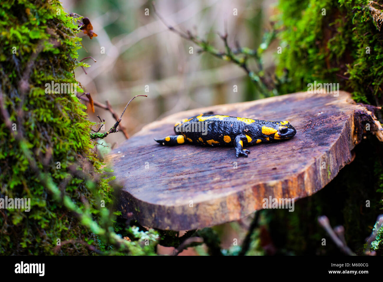 Animal anfibio hi-res stock photography and images - Alamy
