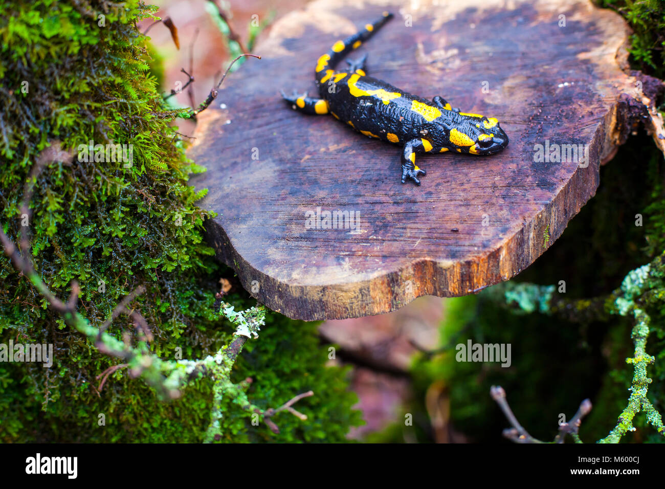 View of the fire salamander in its habitat Stock Photo - Alamy