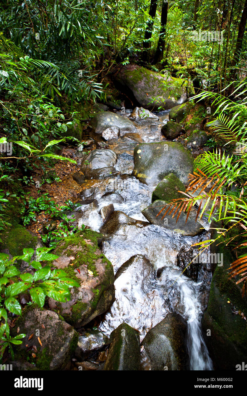 Beautiful tropical rainforest stream in the jungles of Borneo ...