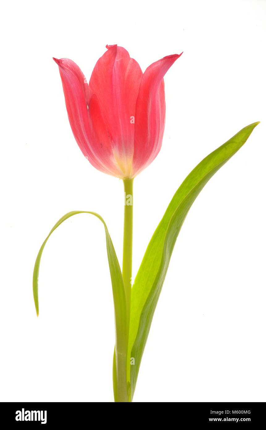 One red tulip isolated on white background Stock Photo - Alamy