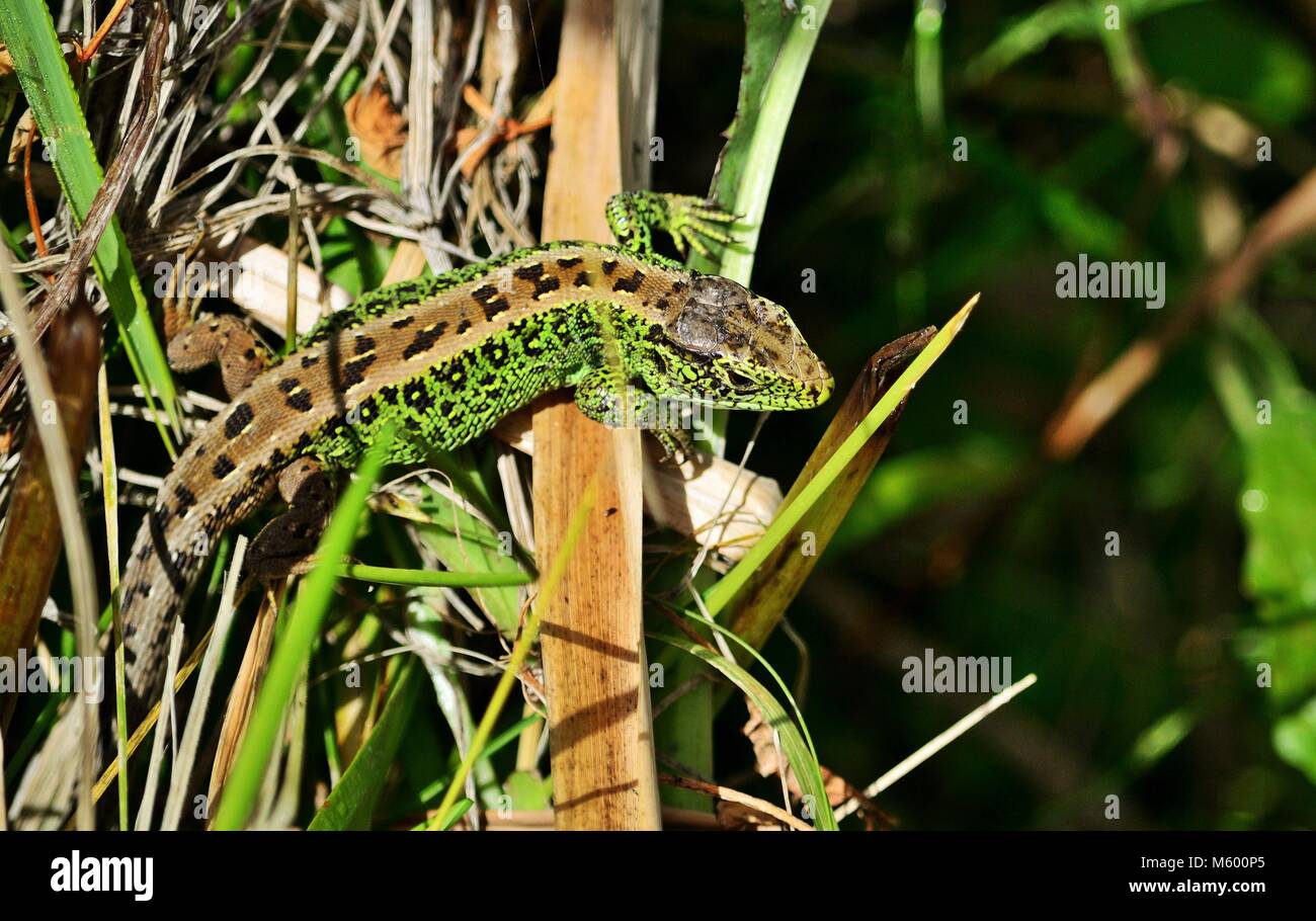 Sand lizard, male (Lacerta agilis Stock Photo - Alamy