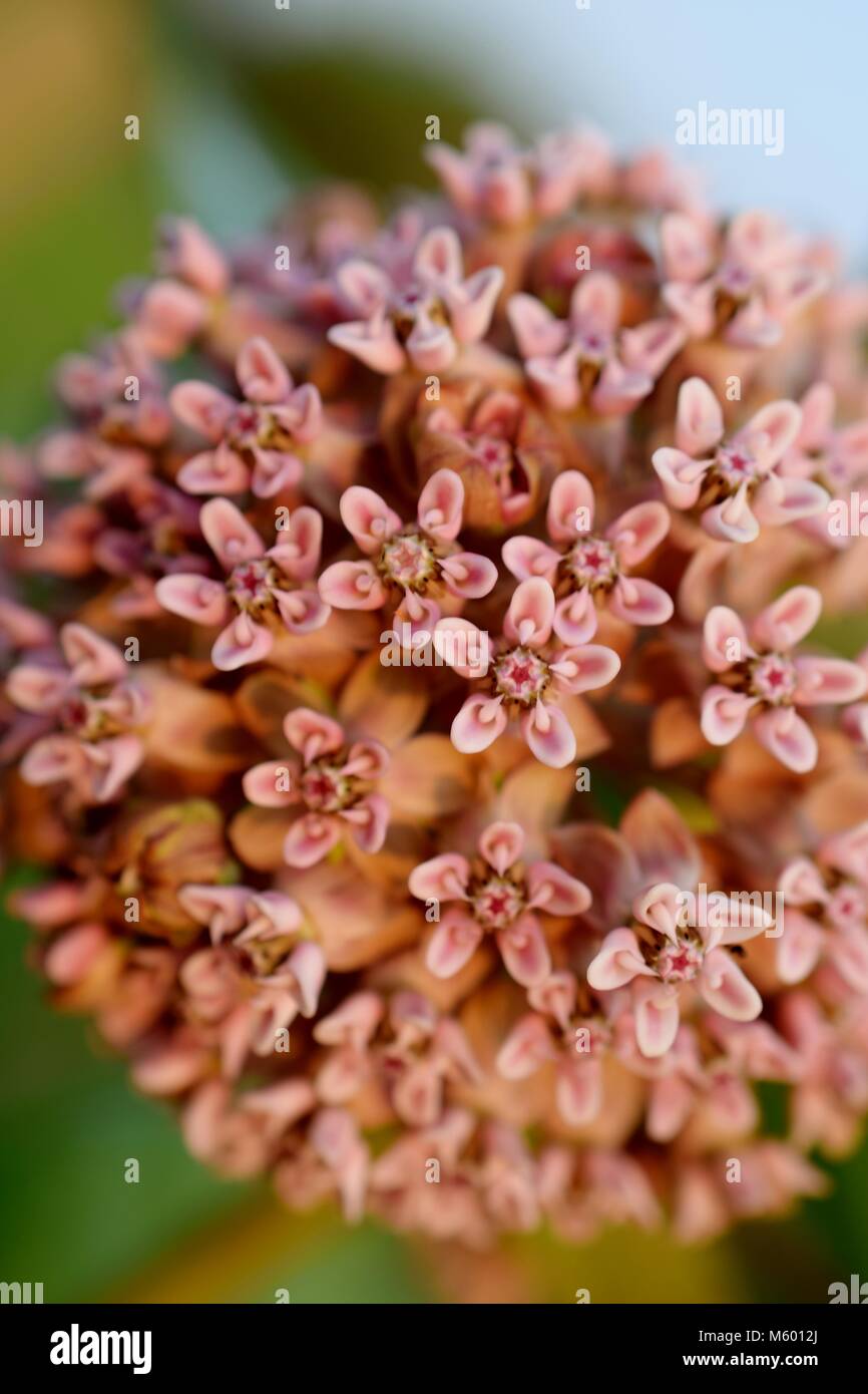 Indiana wild flowers hi-res stock photography and images - Alamy