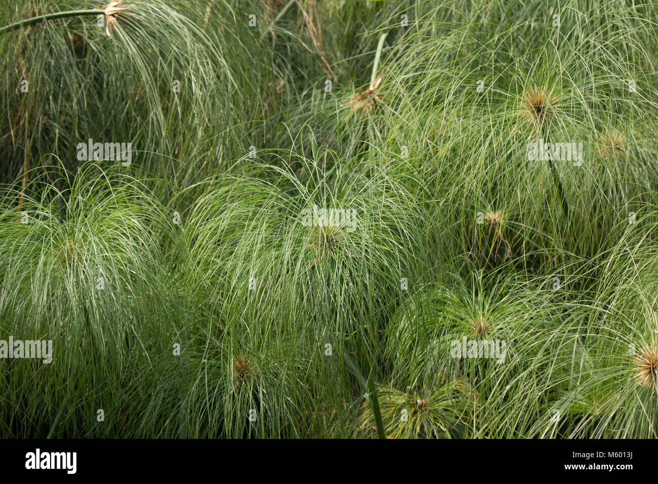 Papyrus tree hi-res stock photography and images - Alamy