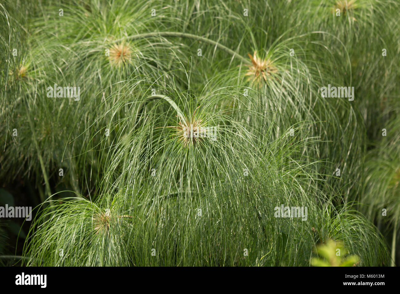 Close up Green Small Leaf of Papyrus tree Stock Photo - Alamy