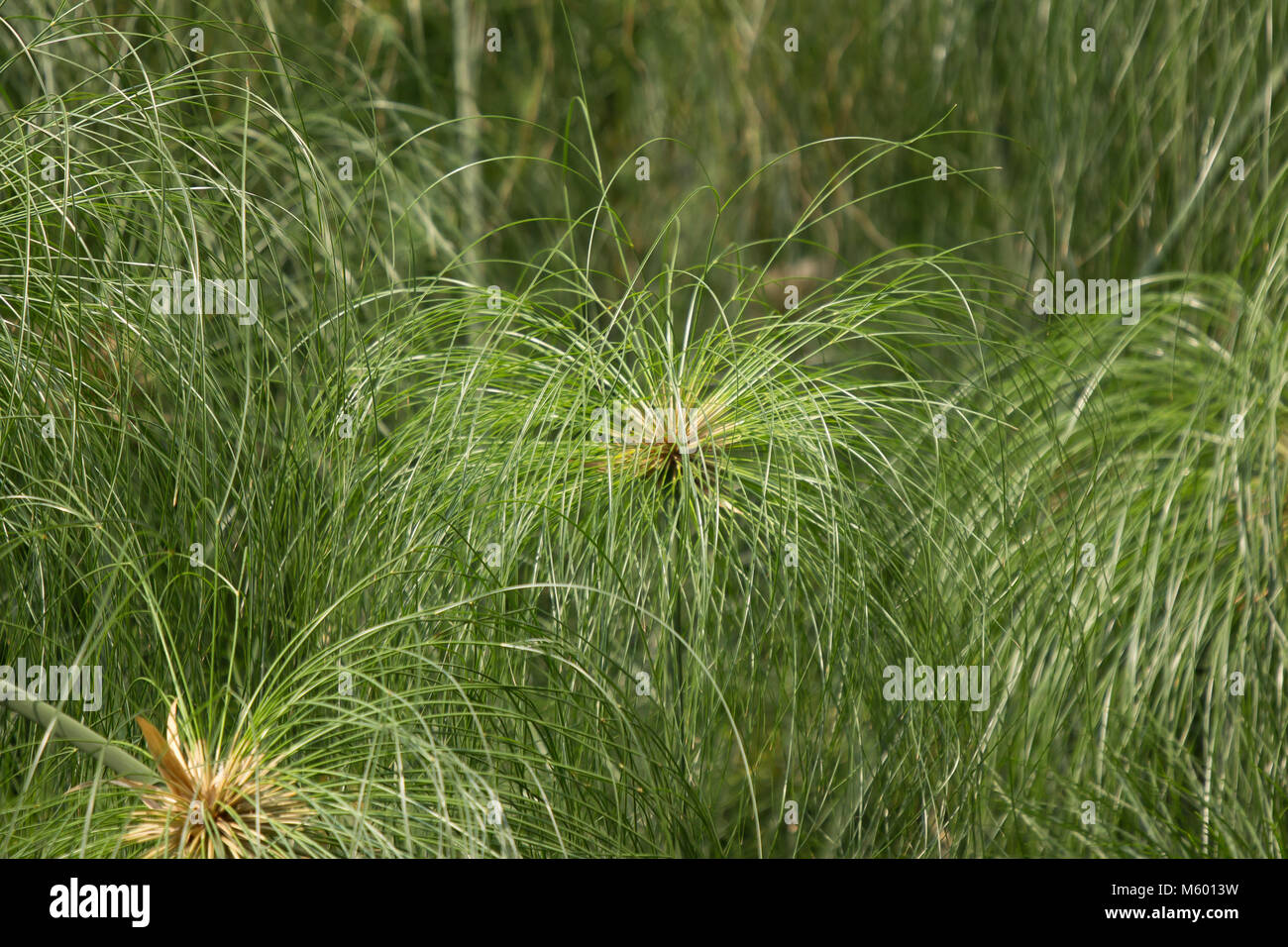 Close up Green Small Leaf of Papyrus tree Stock Photo - Alamy