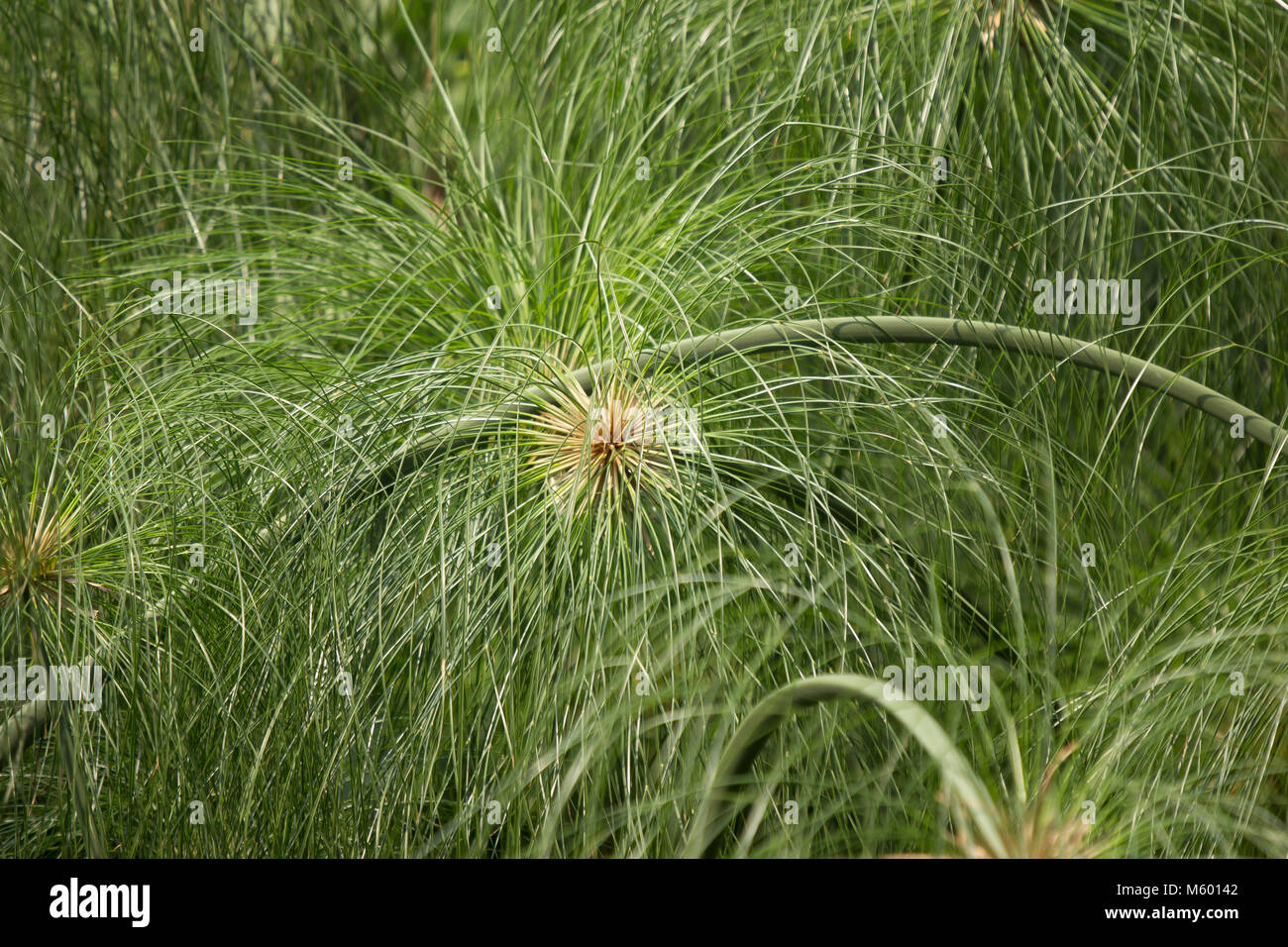 Close up Green Small Leaf of Papyrus tree Stock Photo - Alamy
