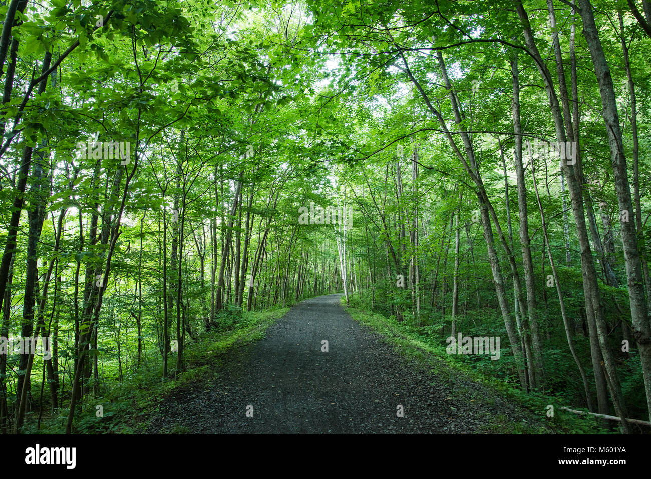 Green pathway hi-res stock photography and images - Alamy