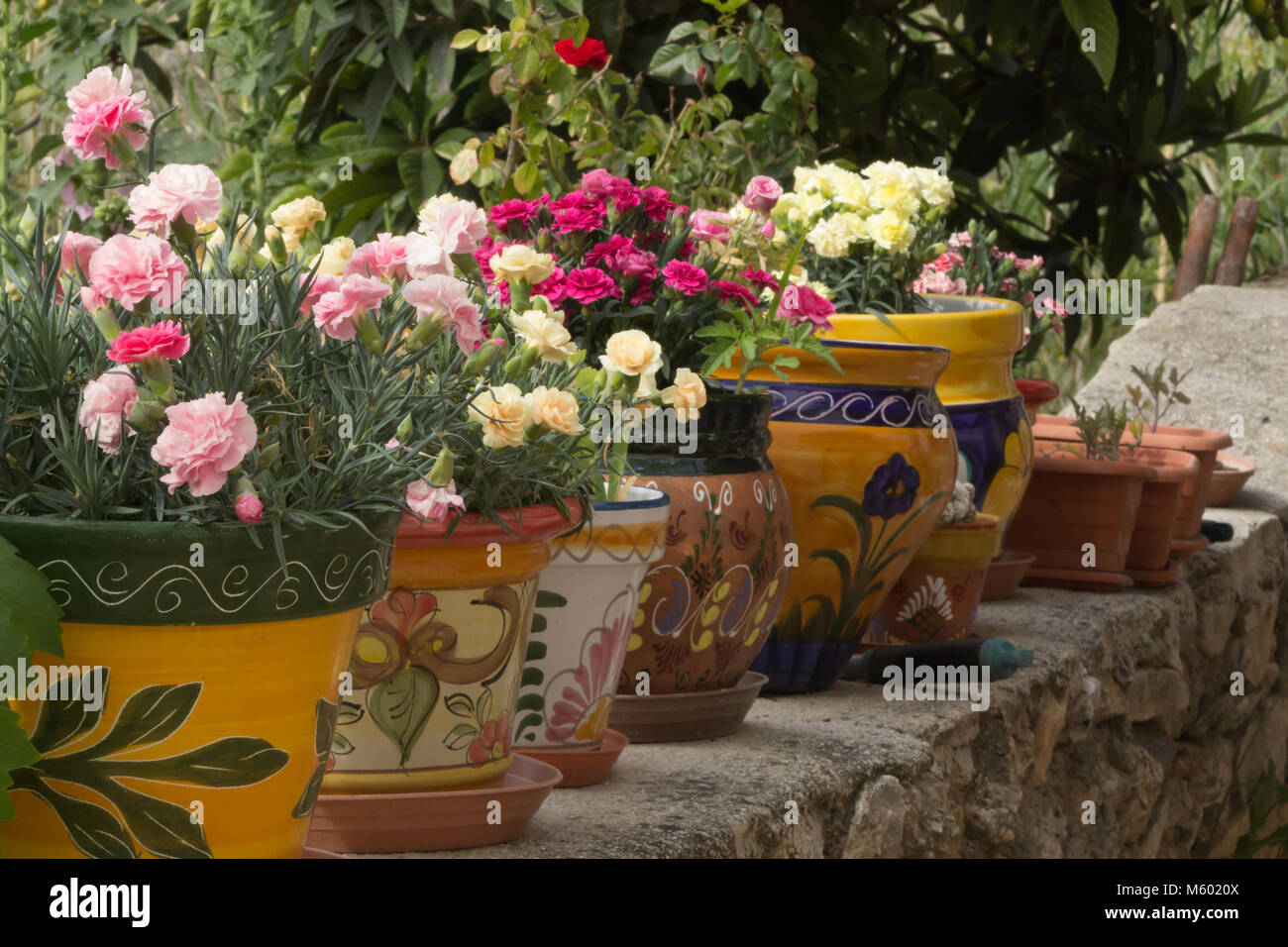 Painted Ceramic Plant pots and multi Colored Carnations Flowers ...