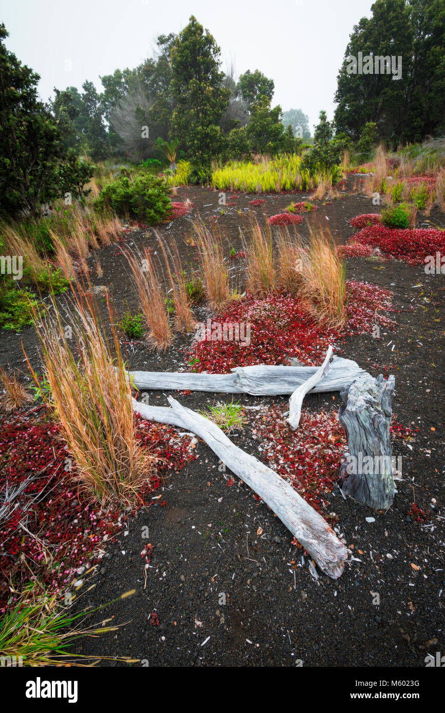 Dead tree and new growth along the Devastation Trail, Hawaii Volcanoes ...