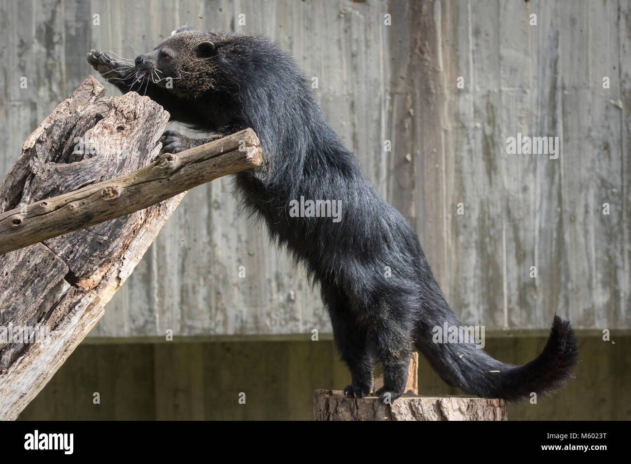 A nocturnal animal the binturong jumping to a rock Stock Photo - Alamy