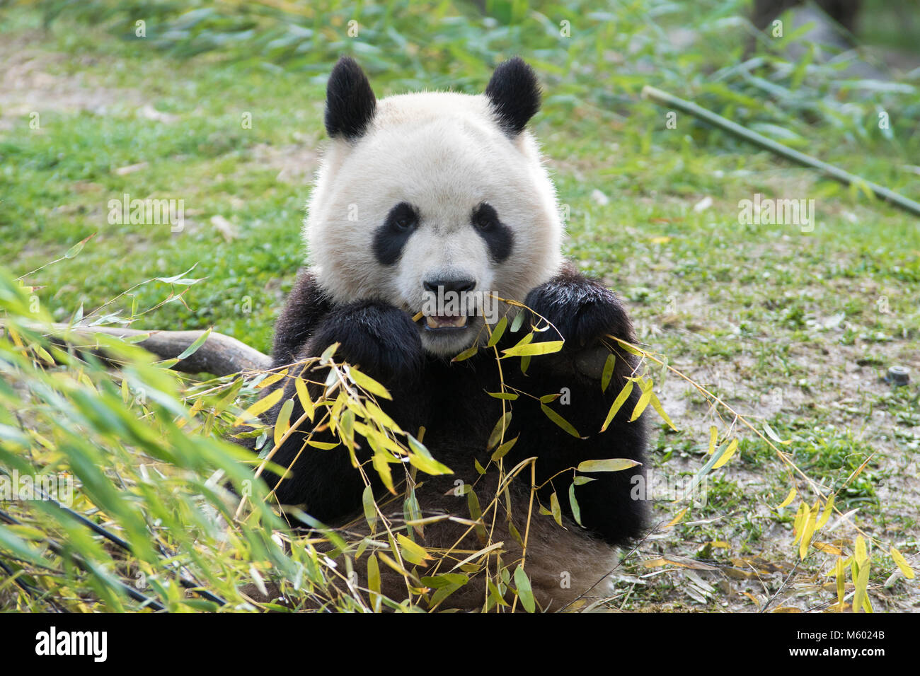 Giant male panda eating bamboo leaves Stock Photo - Alamy