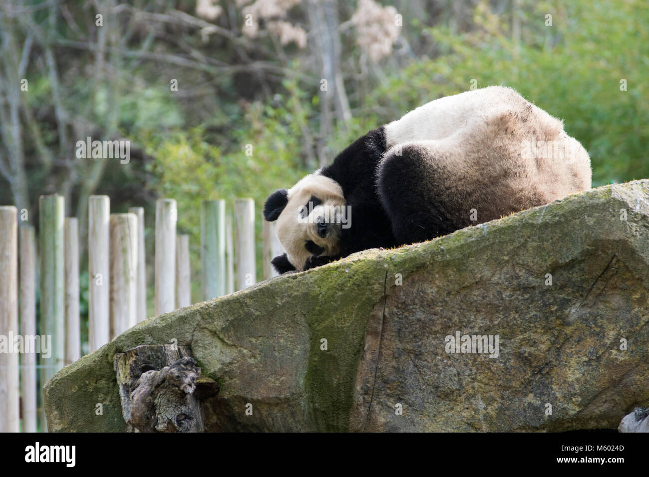 Giant panda male napping Stock Photo - Alamy