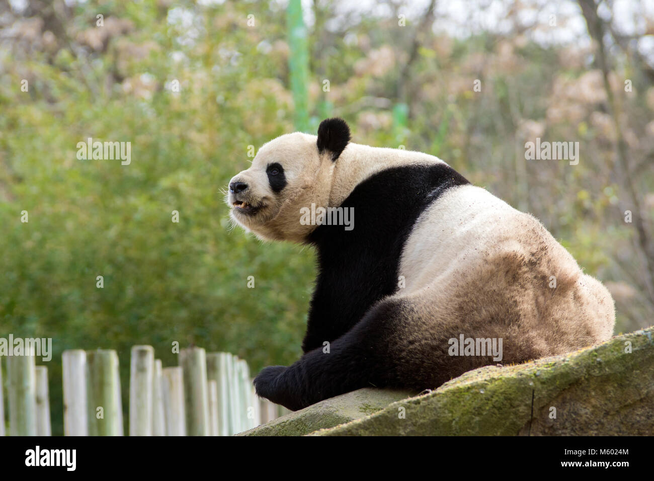 Curious giant panda male Stock Photo - Alamy