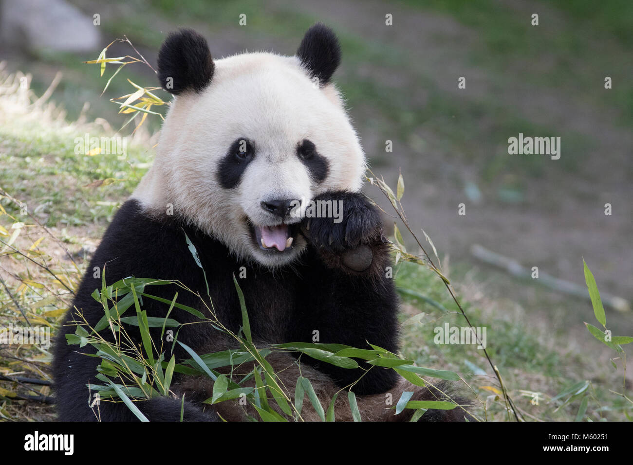 Giant male panda eating bamboo leaves Stock Photo - Alamy