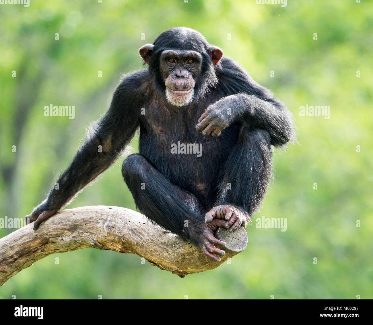 Chimpanzee hi-res stock photography and images - Alamy