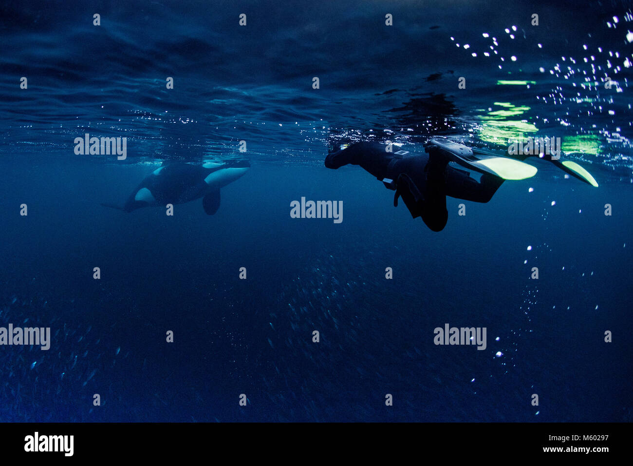 Scuba Diving With Orcas