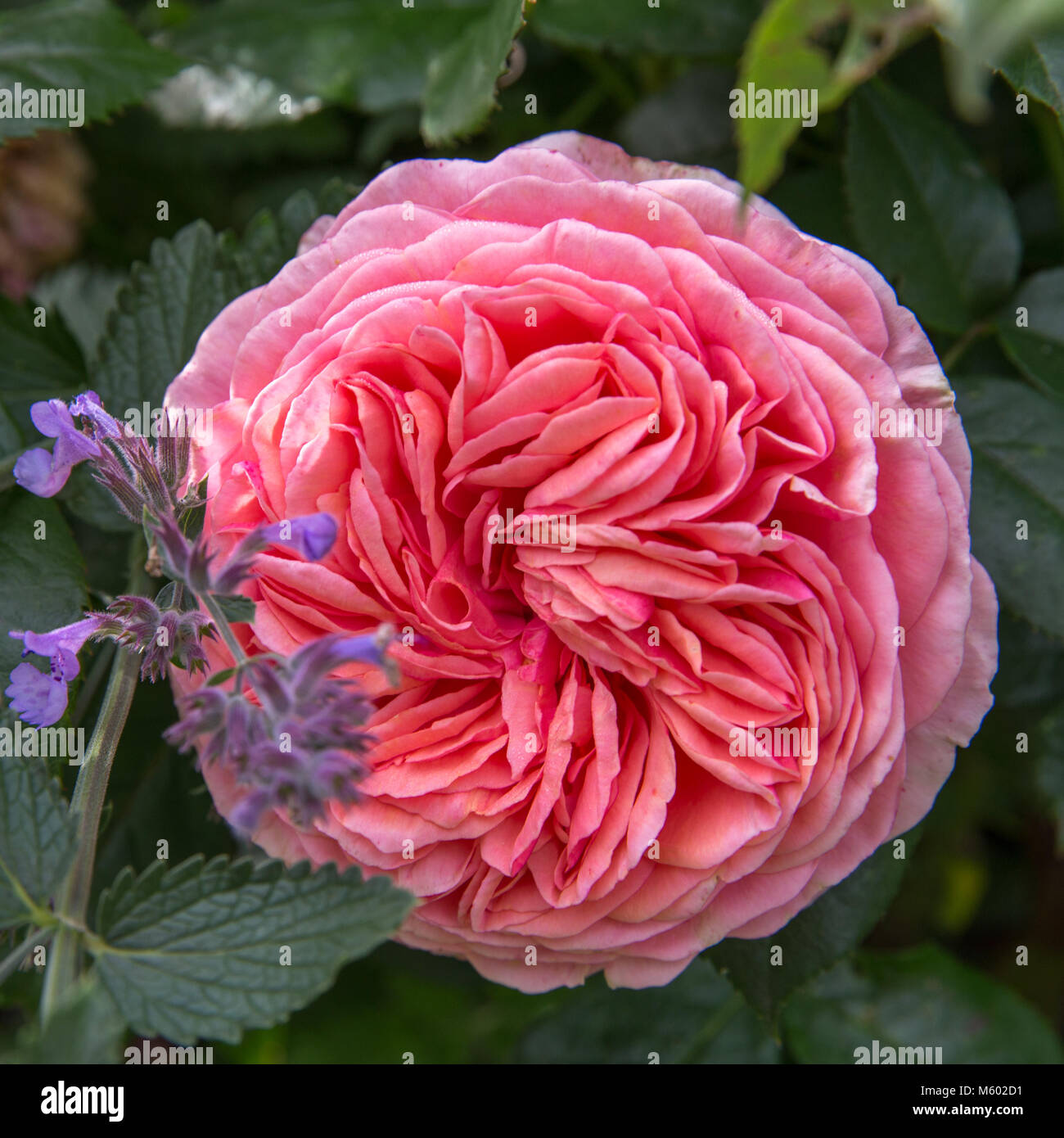 Rose by tantau hi-res stock photography and images - Alamy