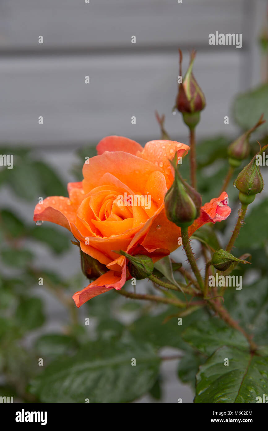 Beautiful bud of orange, apricot coloured nostalgic rose in a garden ...