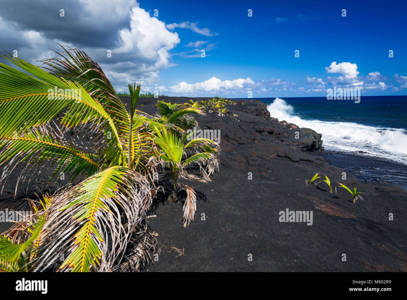 Young coconut palms at the new Kaimu black sand beach, Kalapana, The ...