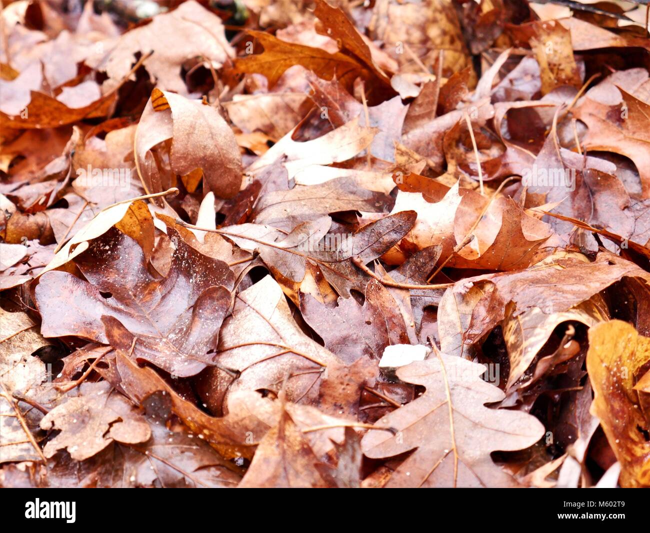 fallen leaves on ground in the woods Stock Photo - Alamy