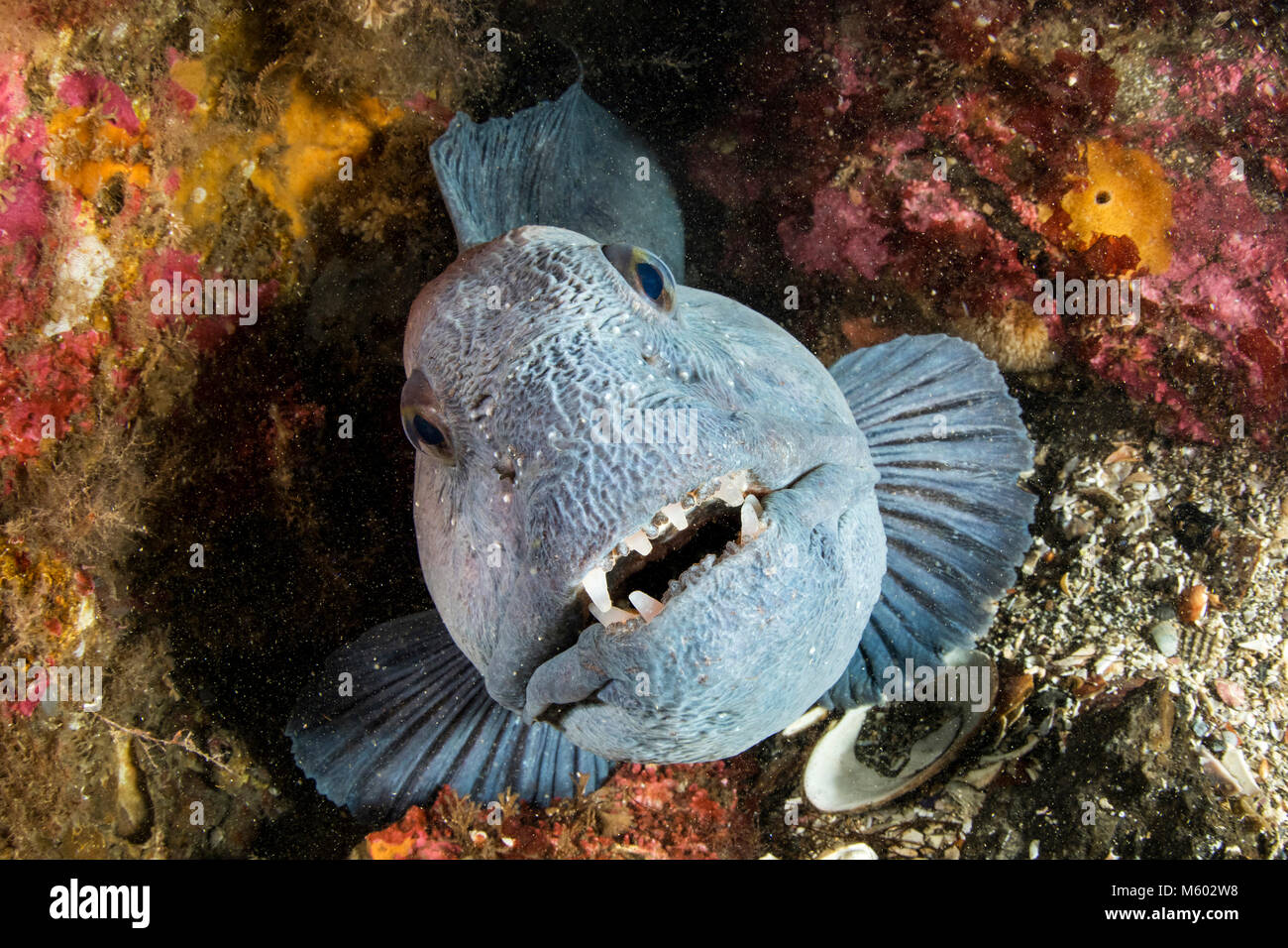 Atlantic Wolffish, Anarhichas lupus, North Atlantic Ocean, Iceland ...